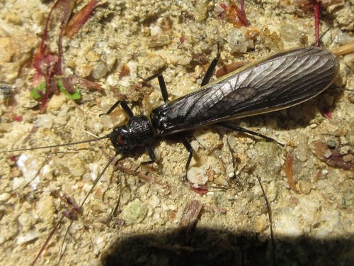 Kiotina decorata · iNaturalist