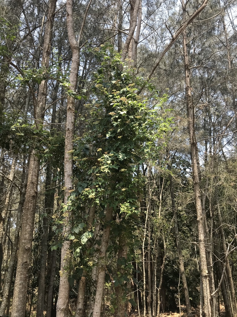 Slender Grape (Causonis clematidea) - Botanical Realm