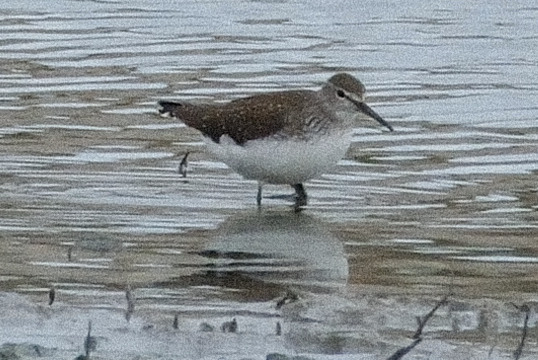 Green Sandpiper from 中国新疆维吾尔自治区昌吉回族自治州玛纳斯县玛纳斯国家湿地公园 邮政编码: 832201 on ...