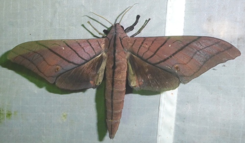 Subspecies Marumba cristata titan · iNaturalist