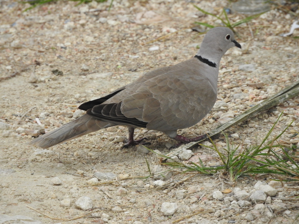 Eurasian Collared-Dove (Flora and Fauna of Bandhavgarh National Park ...
