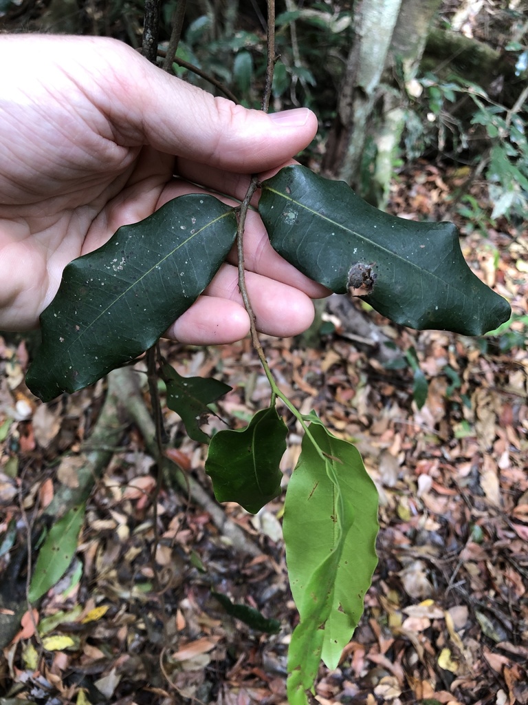 Zig-zag Vine from Beerwah Forest, Glenview, QLD, AU on December 27 ...