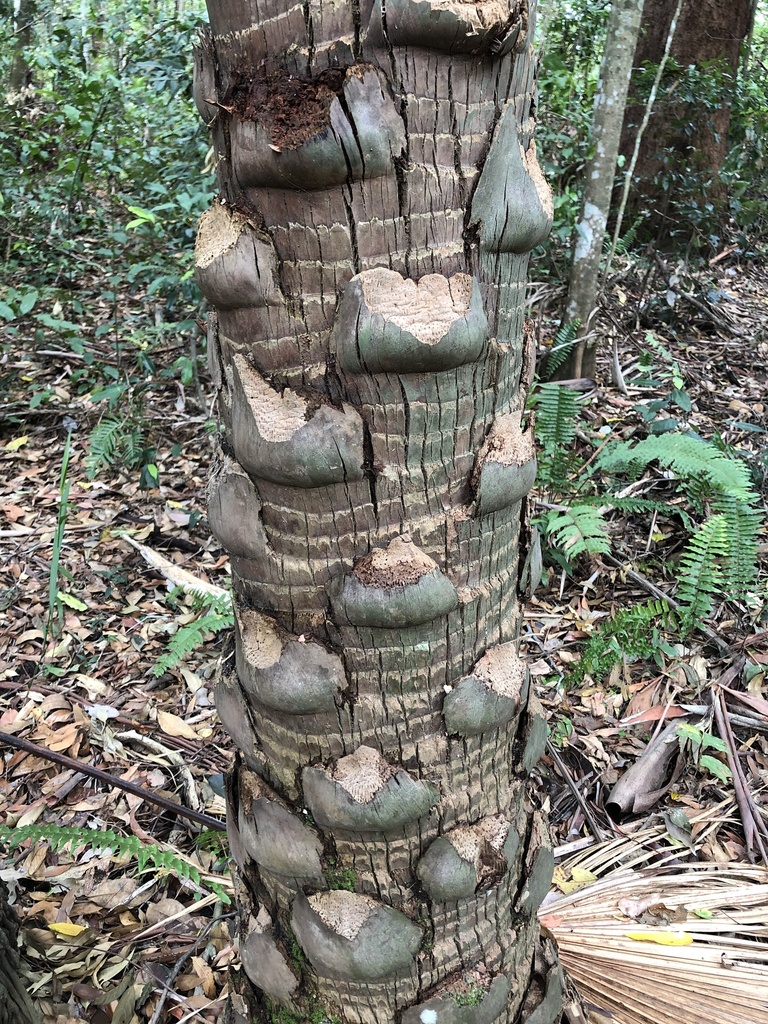 Australian Fan Palm from Beerwah Forest, Glenview, QLD, AU on December ...