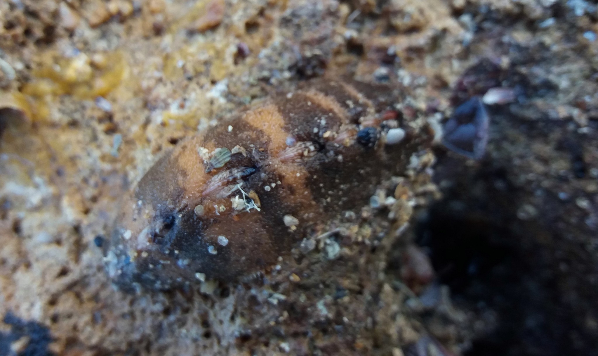 Cryptoplax Blainville, 1818