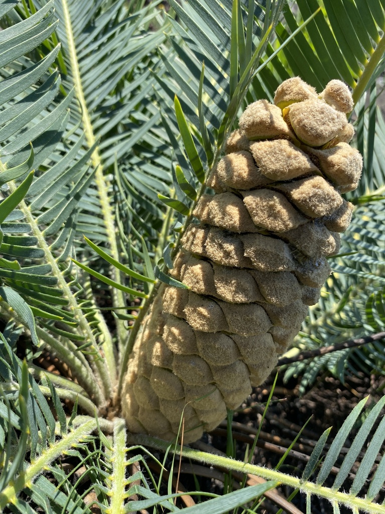 Dwarf Cycad (Encephalartos humilis) - Botanical Realm