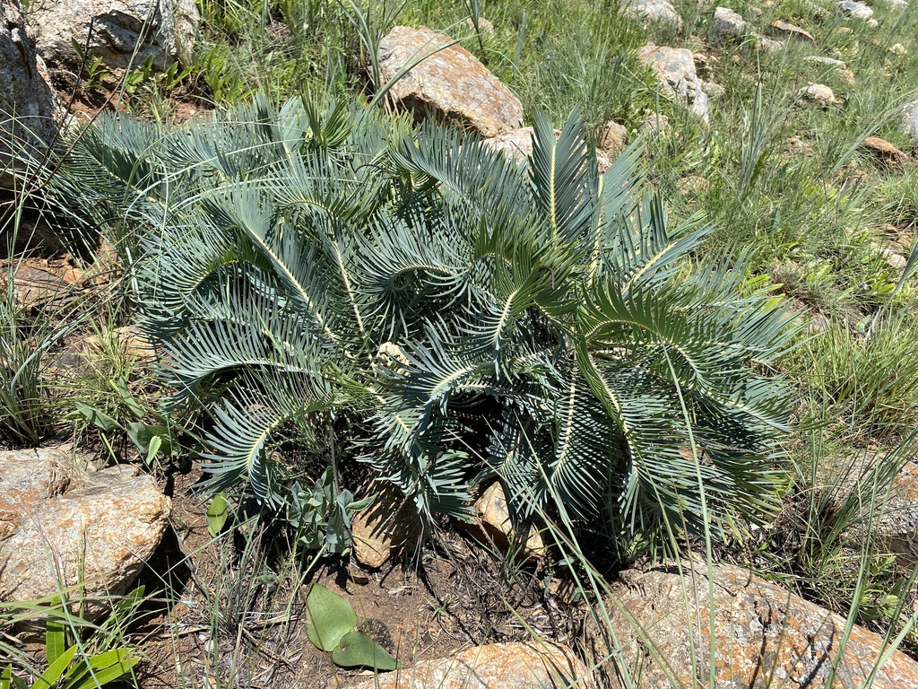 Dwarf Cycad (Encephalartos humilis) - Botanical Realm