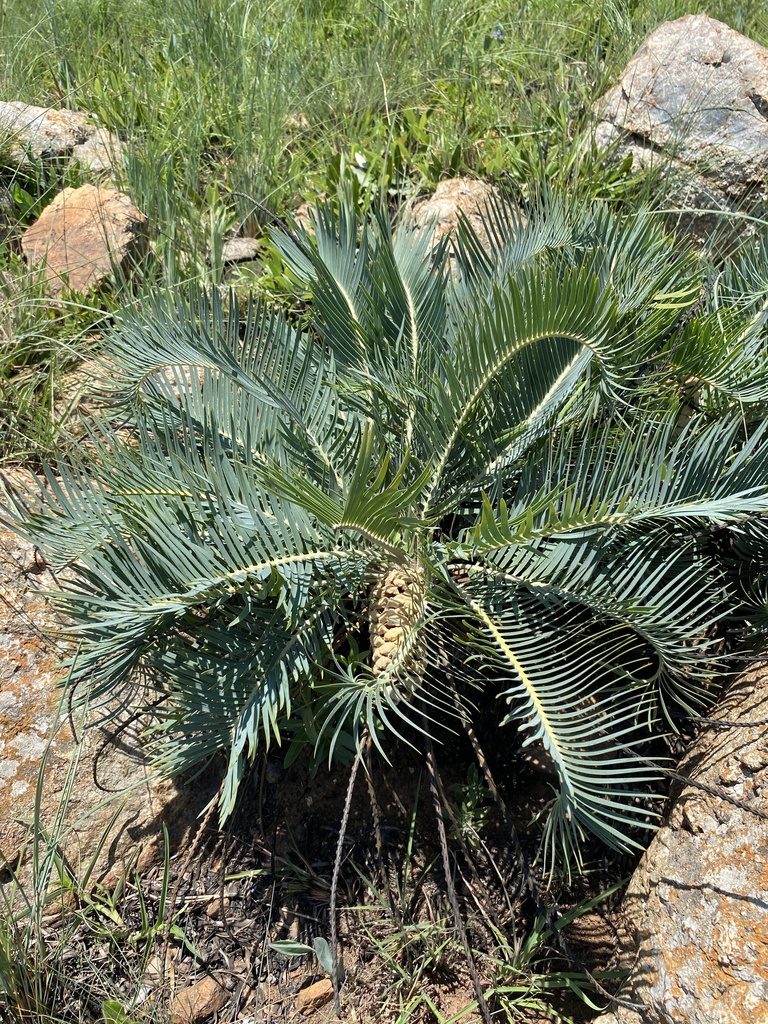 Dwarf Cycad (Encephalartos humilis) - Botanical Realm