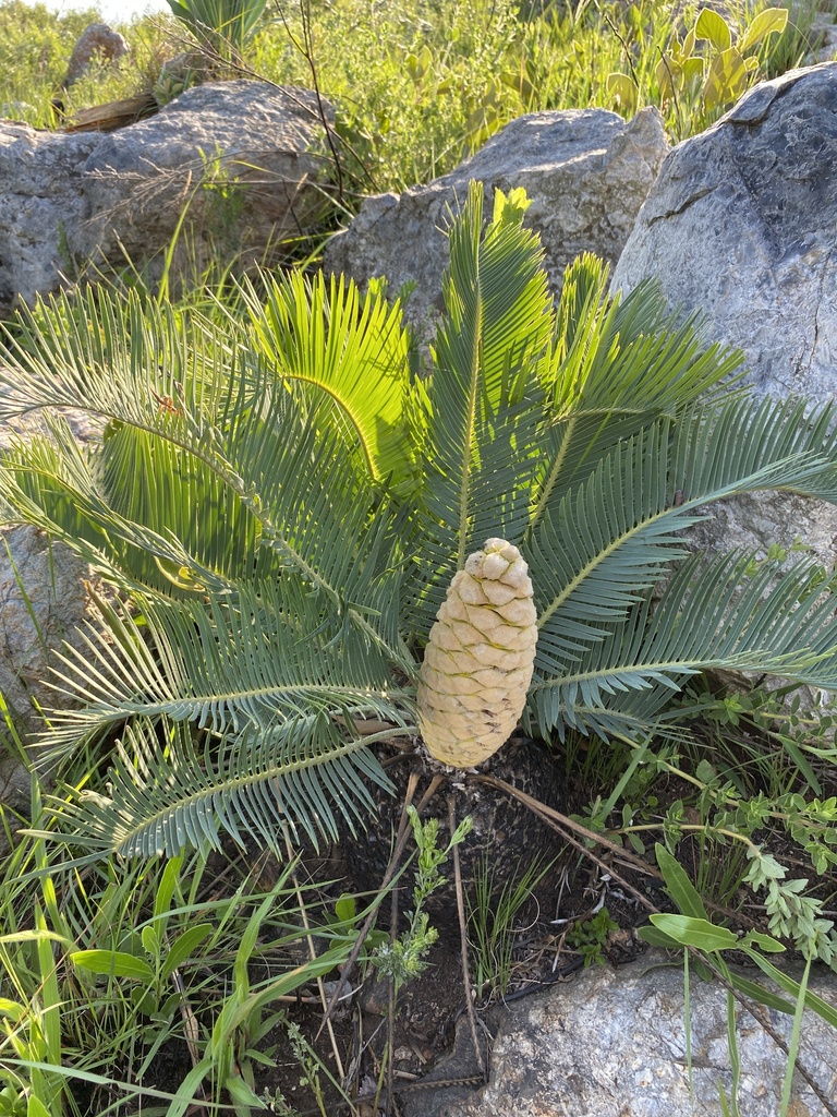Dwarf Cycad (Encephalartos humilis) - Botanical Realm