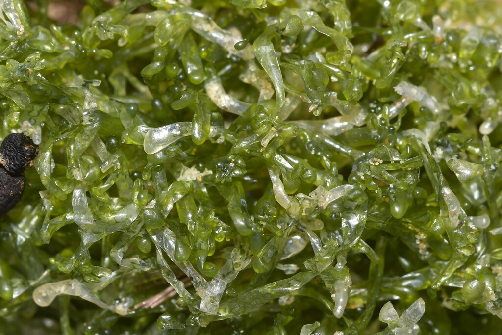 (Cladophoropsis herpestica) - Botanical Realm