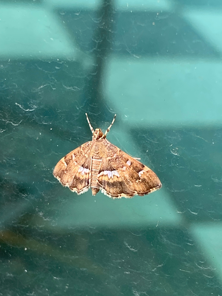 Spotted Beet Webworm Moth from Country Club Dr, Newark, OH, US on ...