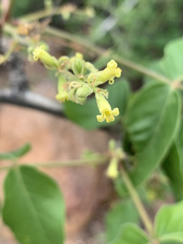 Commiphora edulis · NaturaLista Colombia