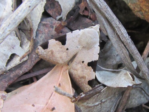 Oglasa prionosticha · iNaturalist