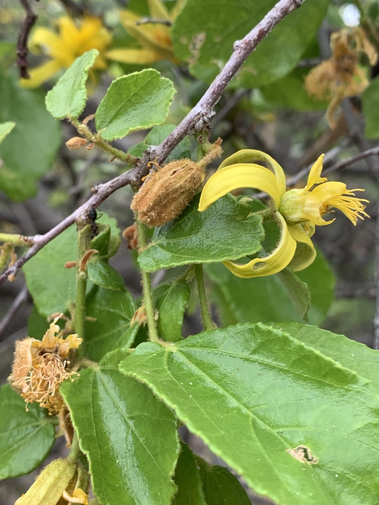 Giant Raisin (Grewia hexamita) - Botanical Realm