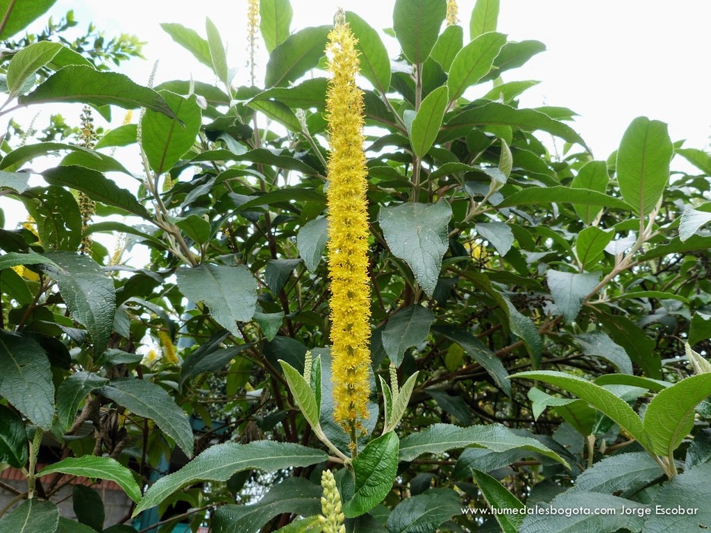 Duraznillo (Árboles de siembras de la FHB) · iNaturalist