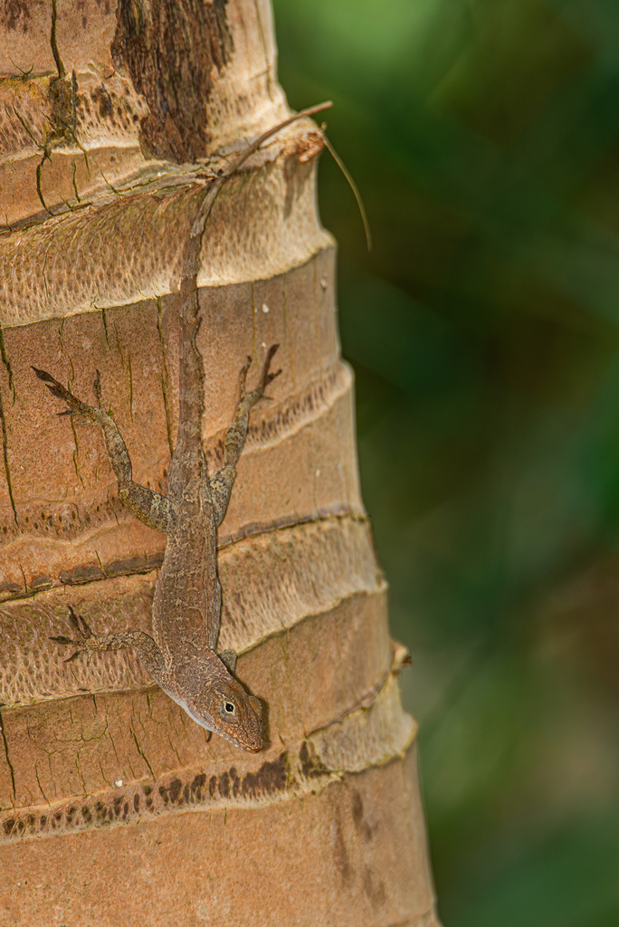 Crested Anole from Matuyas Bajo, Maunabo 00707, Puerto Rico on May 11 ...