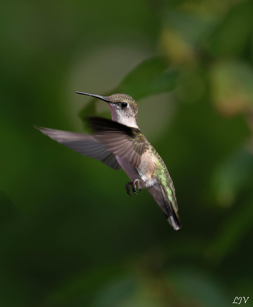 Ruby-throated Hummingbird from Haliburton County, ON, Canada on ...