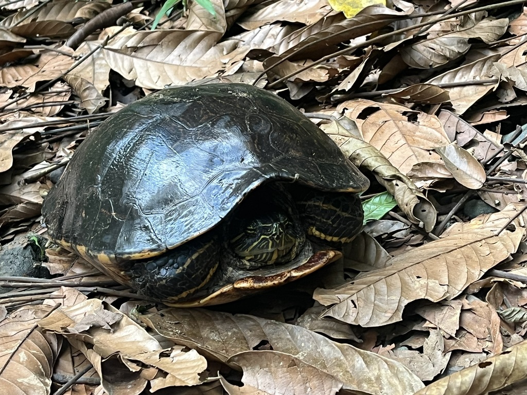 Nicaraguan Slider from Corcovado, Peninsula de Osa, Costa Rica, Hotel ...