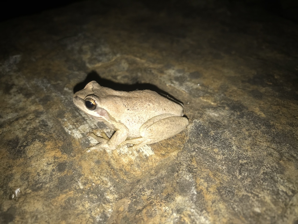 South Australian Tree Frog from Lipsett Terrace, Brooklyn Park, SA, AU ...