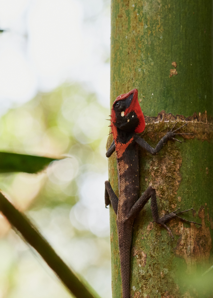 Elliot's Forest Lizard (Agamids of Kerala) · iNaturalist