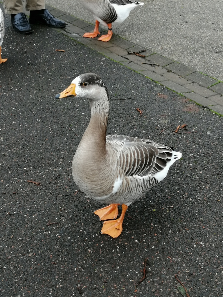 Grey Geese from Lloyds Bank, Dawlish EX7 9PR, UK on December 27, 2019 ...