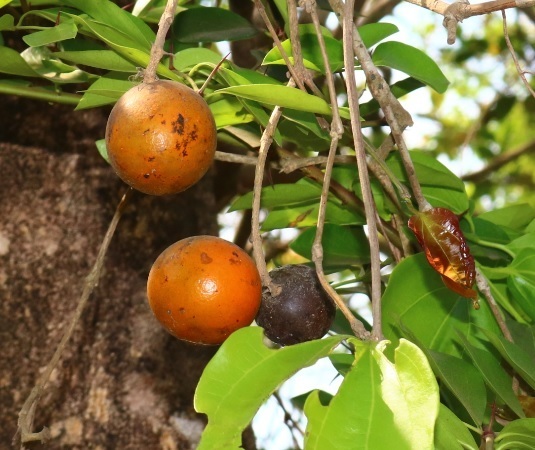 strychnos (Strychnos) - Botanical Realm