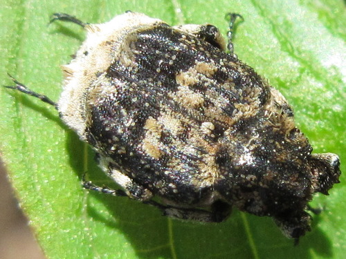 Valgus koreanus · iNaturalist