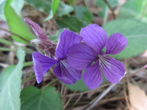 tokyo violet (Viola philippica) · iNaturalist