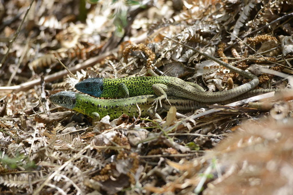 Iberian Emerald Lizard in May 2016 by Pascal Dubois · iNaturalist
