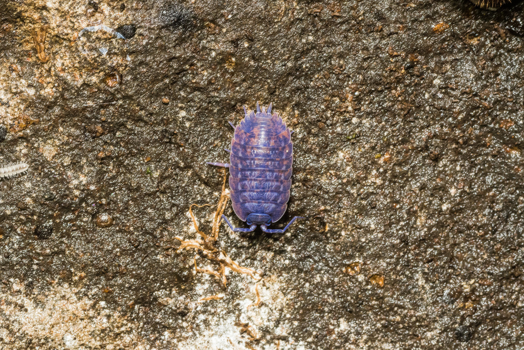 Invertebrate iridescent virus 31 from Provincia di Vicenza, Italia on ...
