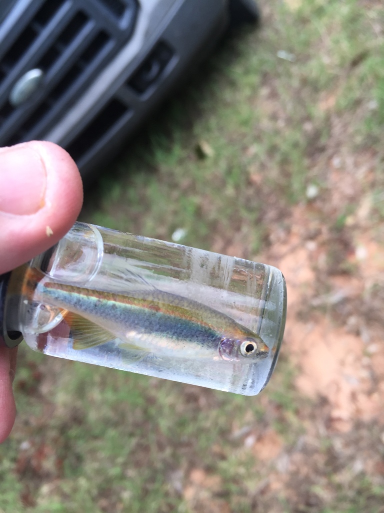 Sailfin Shiner from Silers Mill Creek at Co. Rd. 6, Pike County, AL ...