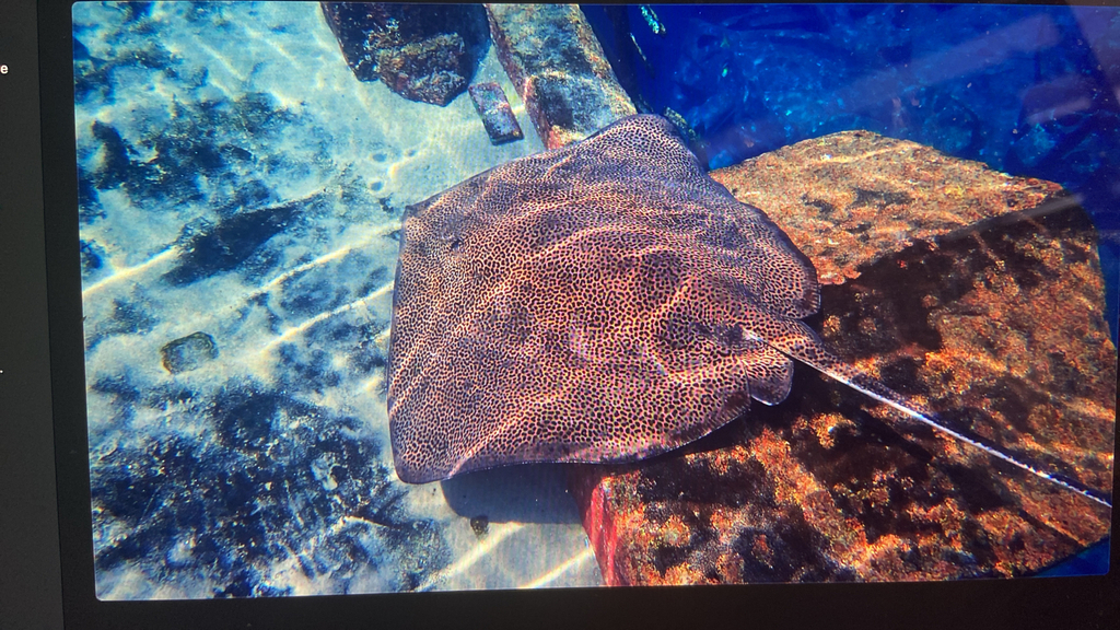 Reticulate Whipray in October 2025 by henryalexanderwest · iNaturalist