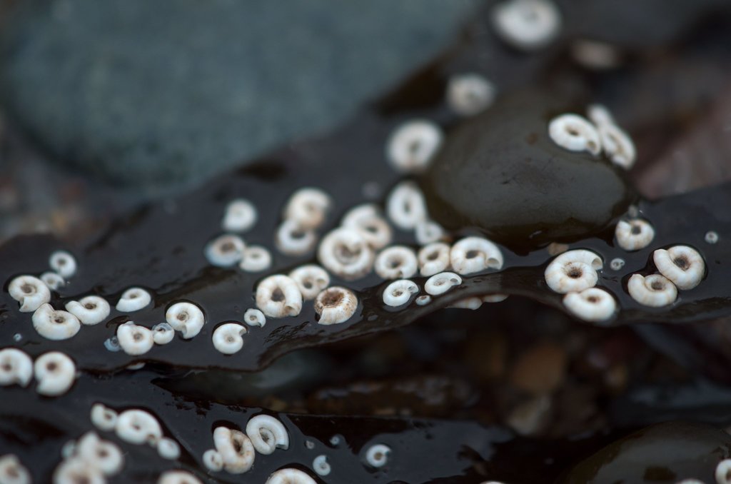 Spirorbis (Sessile Organisms Plate data) · BioDiversity4All