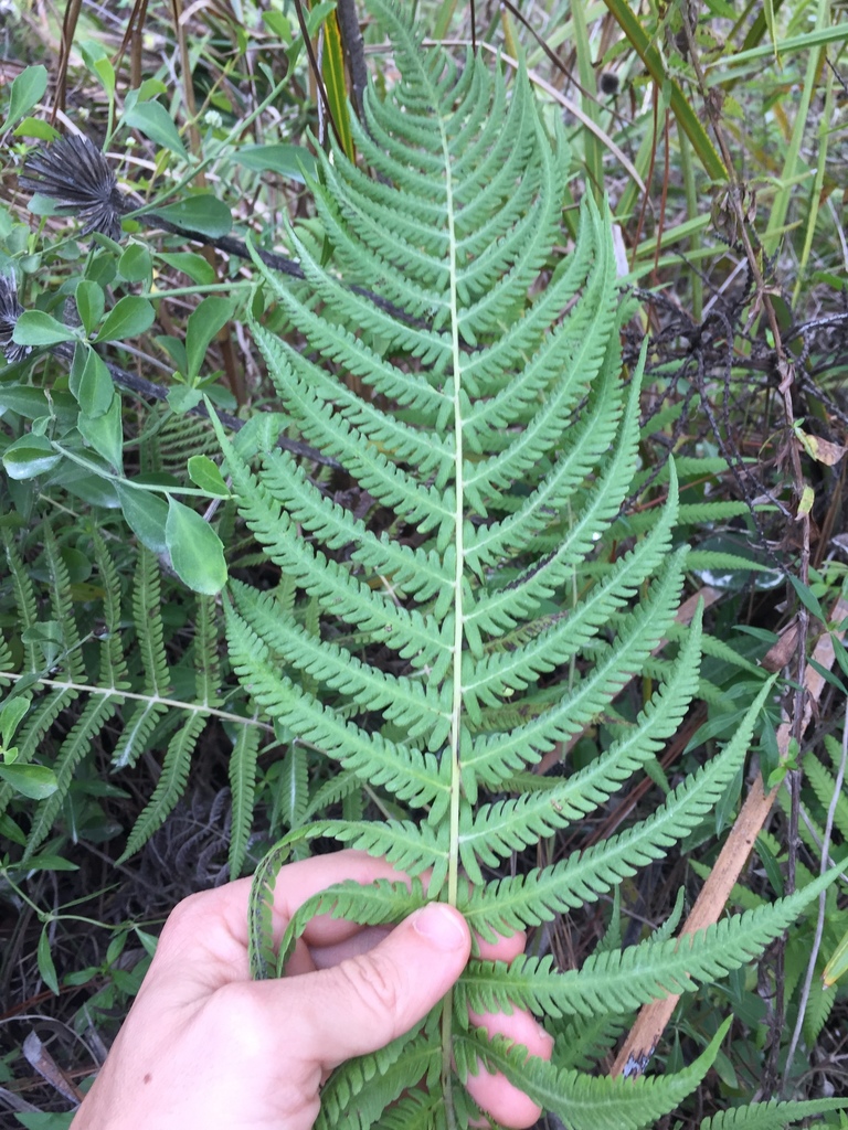 Widespread Maiden Fern from Punta Gorda, FL, US on December 27, 2019 at ...