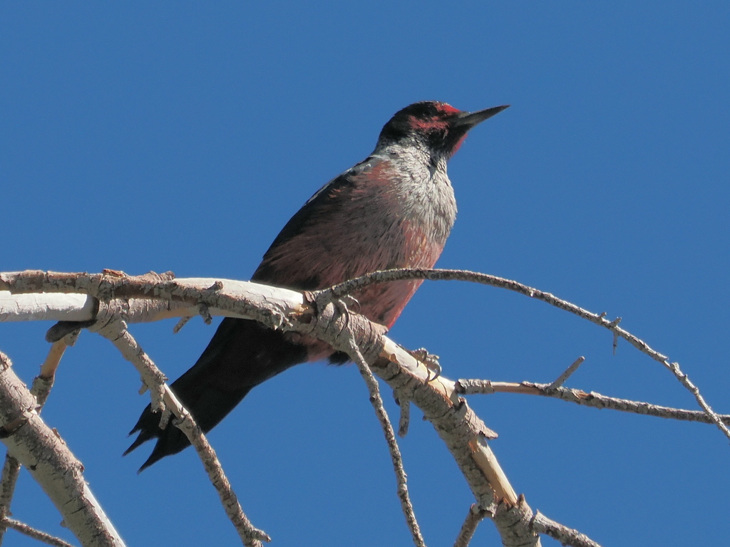 Lewis's Woodpecker from Mt Wilson, CA, USA on October 27, 2025 at 01:49 ...