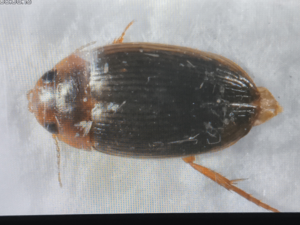 Copelatus glyphicus from Перкаси, Пенсильвания 18944, США on June 7 ...