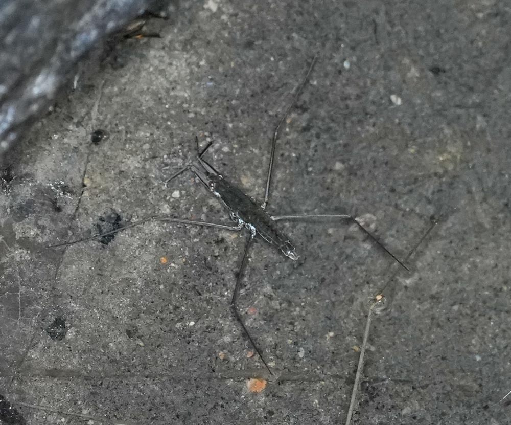 North American Common Water Strider from Contra Costa County, CA, USA ...