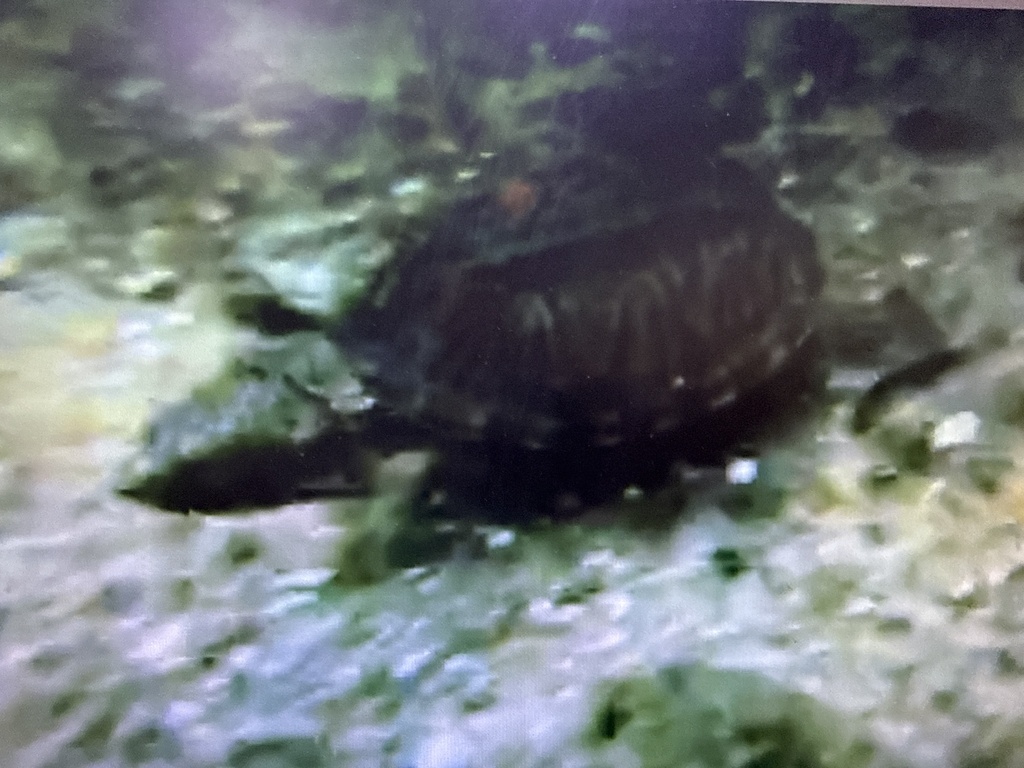 Suwannee Alligator Snapping Turtle in October 2025 by Corey · iNaturalist
