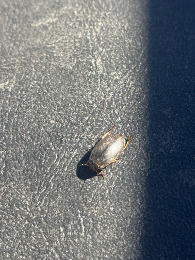 Rhantus from NM-570, Carson, NM, US on October 28, 2025 at 01:44 PM by ...