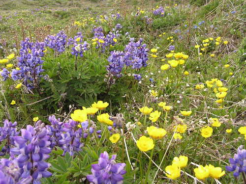 Turner's Buttercup (Ranunculus turneri) · iNaturalist
