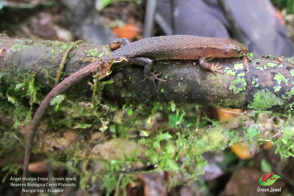Buckley's Shade Lizard from Nangaritza, Ecuador on December 16, 2018 at ...