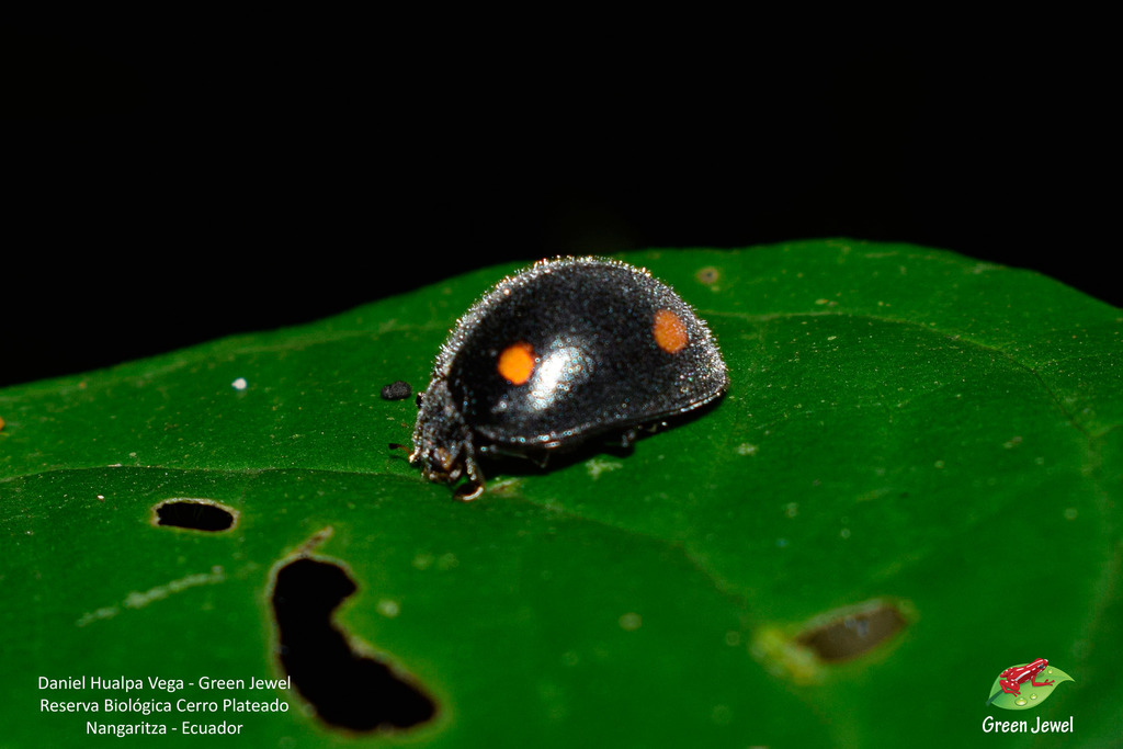 Epilachna languida from Nangaritza, Ecuador on December 16, 2018 at 11: ...