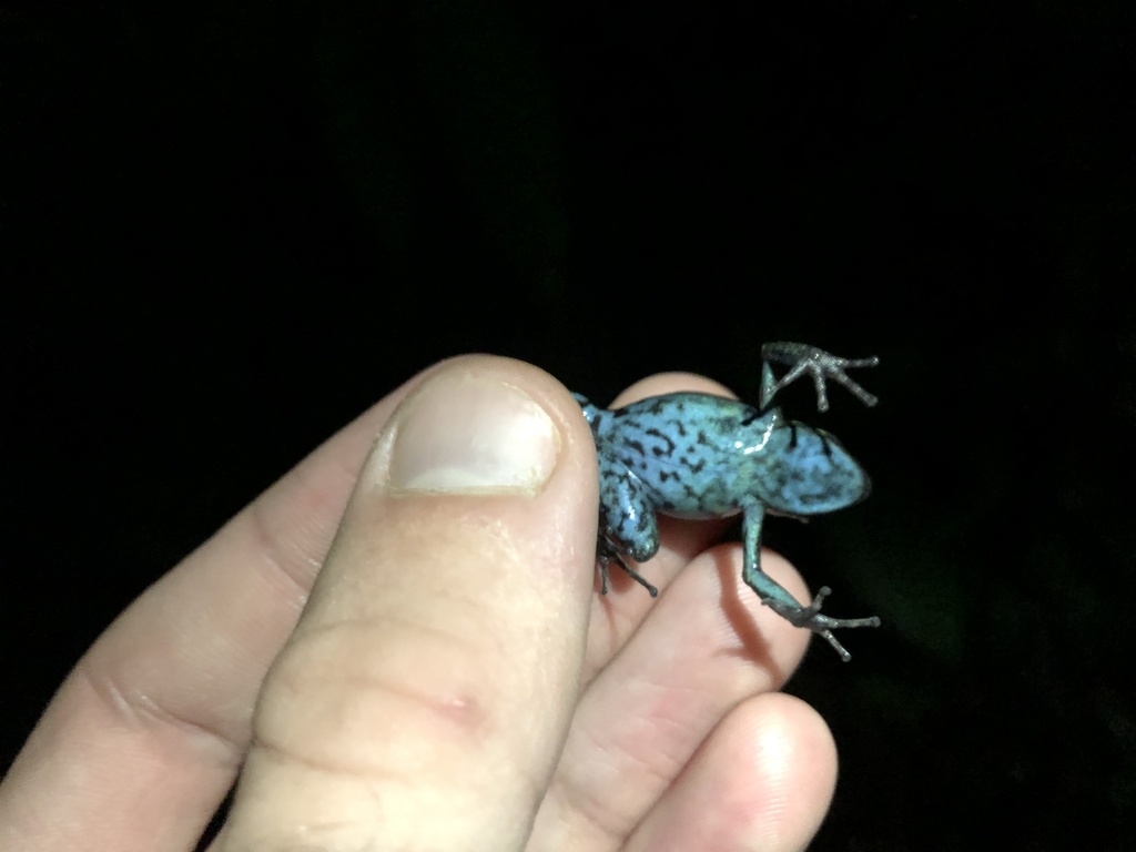 Río Madre de Dios Poison Frog from Puno, PE on December 18, 2019 at 08: ...