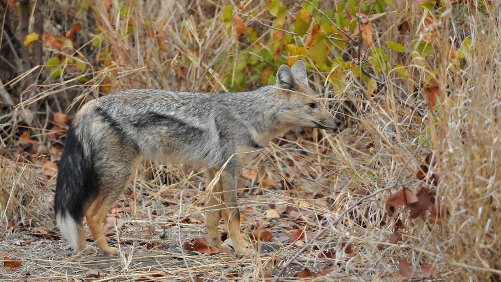 Side-striped Jackal from Mopani, Zuid-Afrika on August 7, 2011 at 04:02 ...