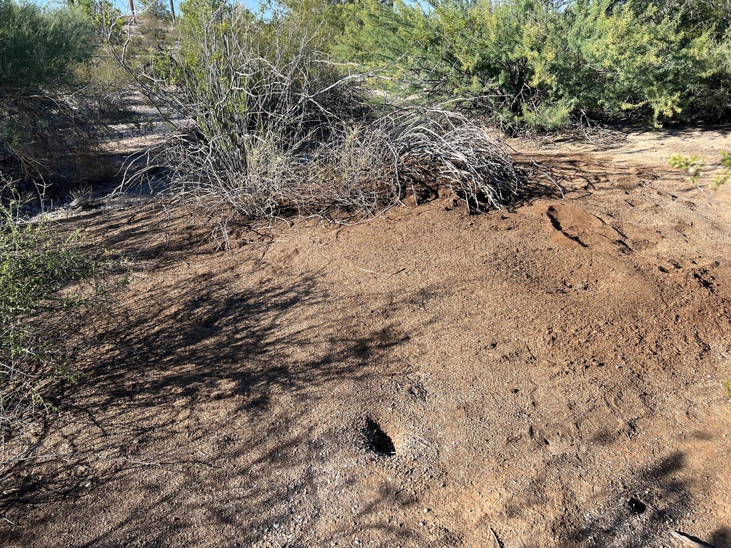 Chicatana Leafcutter Ant from Organ Pipe Cactus National Monument, Ajo ...