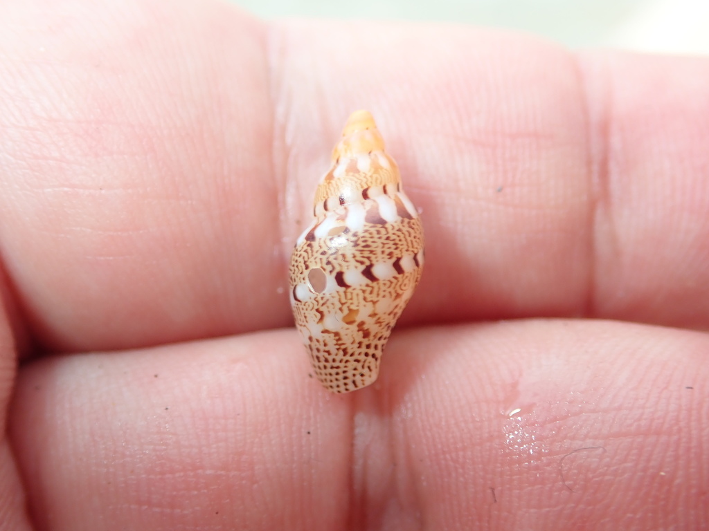 Smooth Dove Shell from Esperanza, Vieques 00765, Puerto Rico on ...