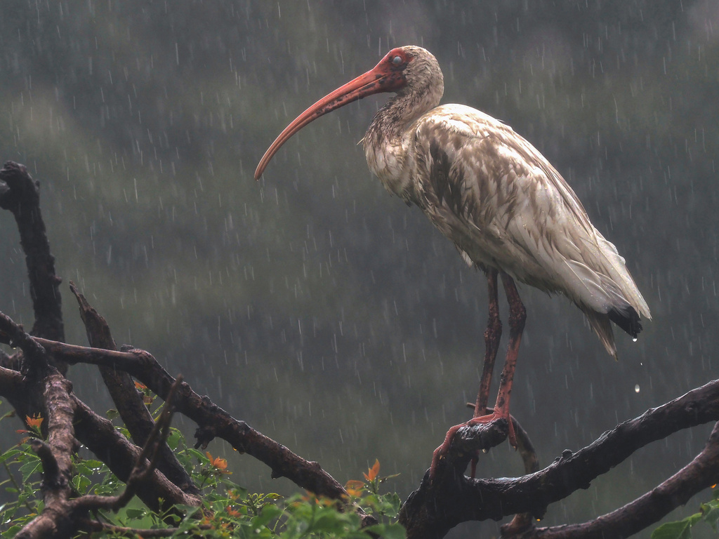 White Ibis from Cypress Wetlands, Port Royal, SC, US on August 9, 2025 ...