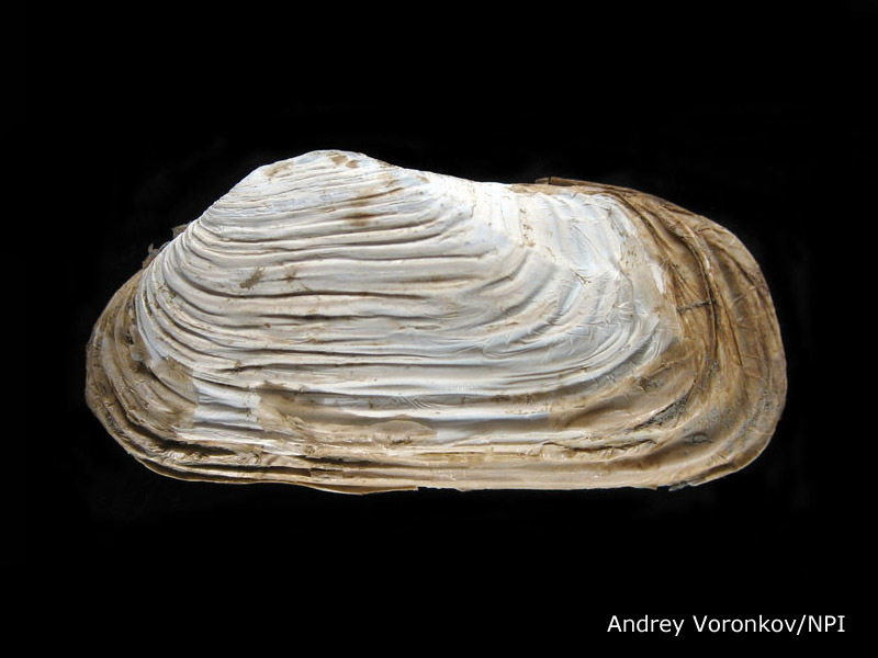 Wrinkled Rock Borer (Northern California Rocky Intertidal Species ...