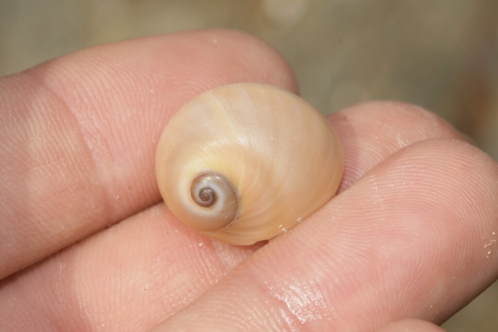 Bladder Moon Snail from Arrawarra NSW 2456, Australia on October 24 ...