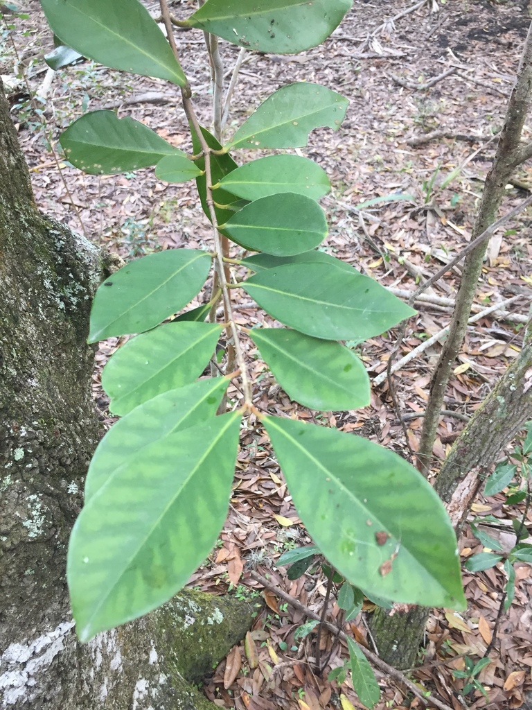 strawberry-guava from Punta Gorda, FL, US on December 27, 2019 at 12:16 ...