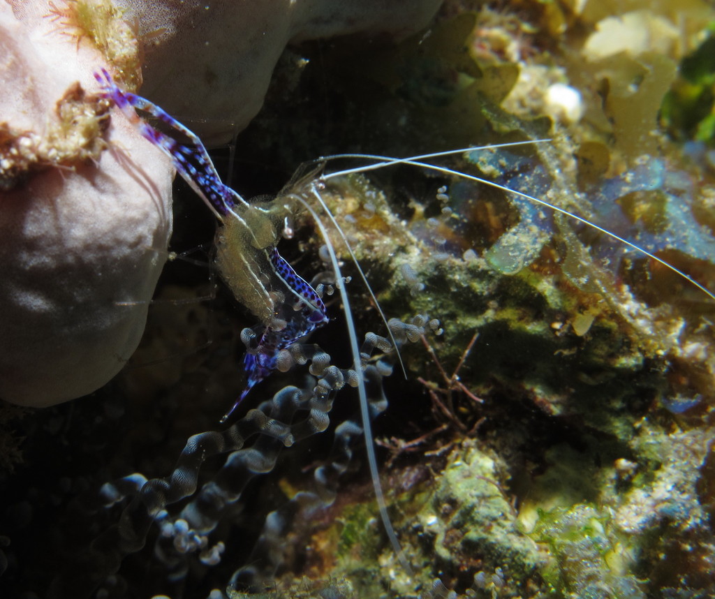 Pederson Cleaner Shrimp from Roatán, HN-IB, HN on January 05, 2018 at ...